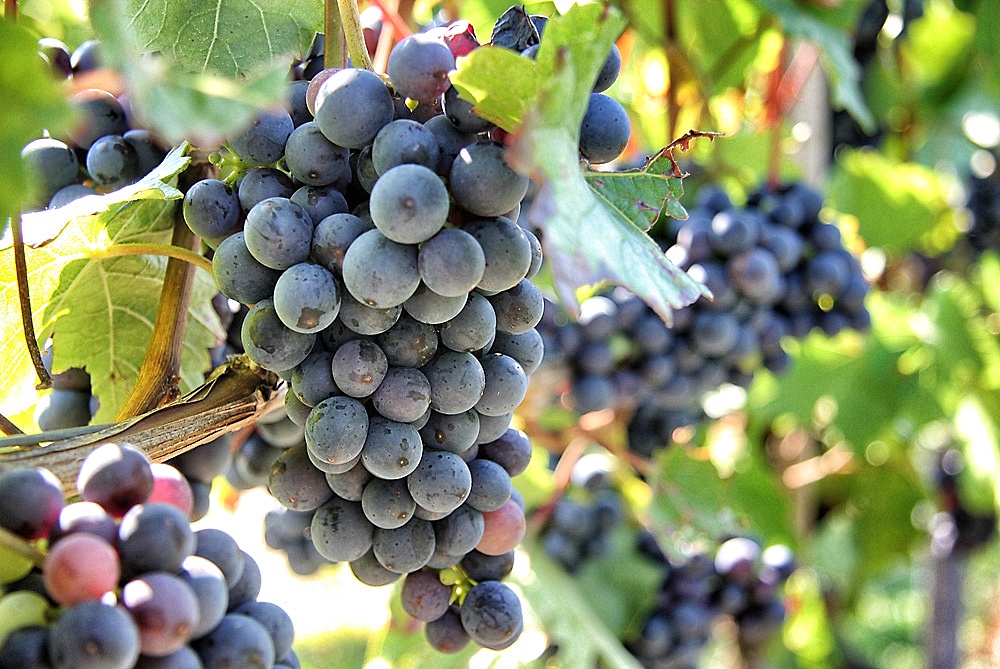 Auch die badischen Rotwein-Trauben zeigen Reife - ECOVIN Baden